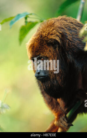 Brown Howler Monkey (Alouatta fusca) sitting in tree, southern Brazil ...