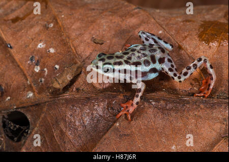 Rio Pescado Stubfoot Toad (Atelopus balios), native to South America ...