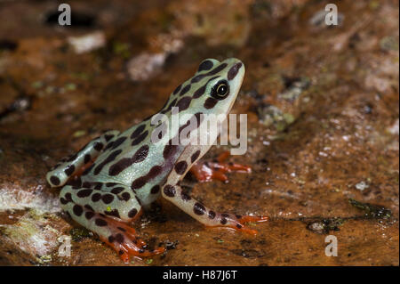 Rio Pescado Stubfoot Toad (Atelopus balios), native to South America ...