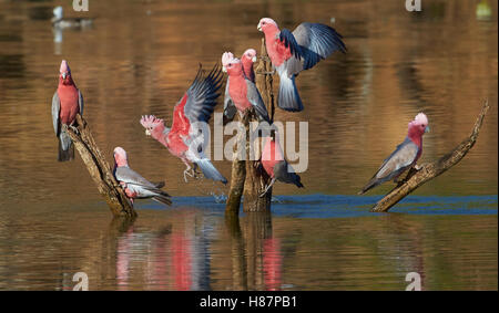 Galah (Eolophus roseicapilla) flock landing in tree, Boulia, Queensland ...