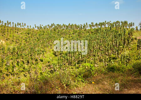 Myanmar (Burma). Bago (Pegu) Yoma mountains. Elephant working camp and ...