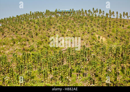 Teak Plantation, Bago Yoma Forest, Pegu mountain range, Myanmar Stock ...