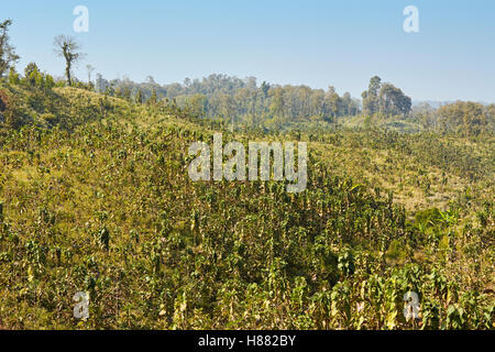 Myanmar (Burma). Bago (Pegu) Yoma mountains. Elephant working camp and ...