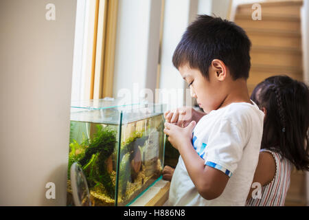Family home. A boy feeding the fish in a tropical fish tank on a ...
