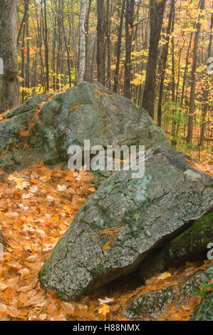 Rock outcrop along Woodland Loop, Manchester Cedar Swamp Preserve, New ...