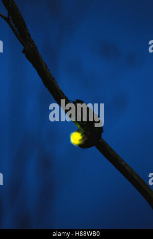 Douglas Fir Glow-worm (Pterotus obscuripennis) displaying ...