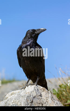 Common raven (Corvus corax), rock, Mecklenburg-Western Pomerania ...