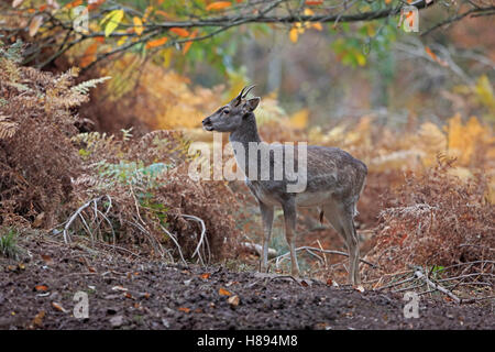 Male Fallow Deer Forest of Dean UK Stock Photo - Alamy