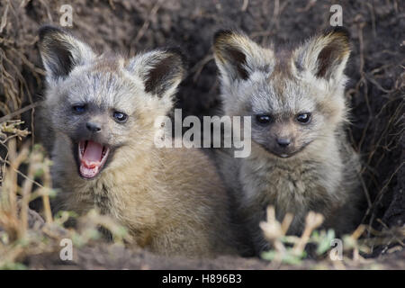 Bat-eared fox pups at the den entrance, one an albino, Mara Naboisho ...