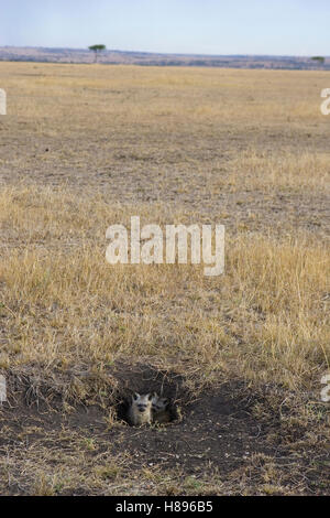 Bat-eared fox pups at the den entrance, one an albino, Mara Naboisho ...