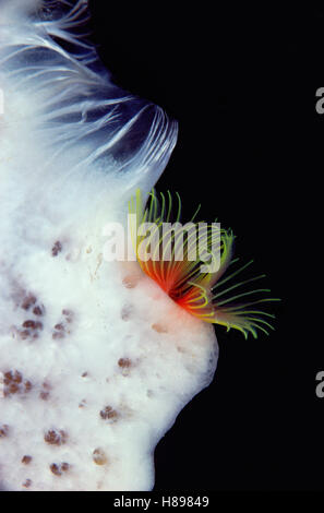 Star Horseshoe Worm (Pomatostegus stellatus) emerging from burrow, Saba ...
