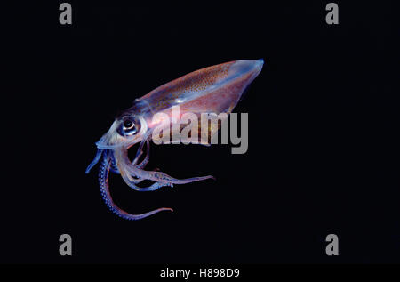 Squid (Loligo sp) portrait underwater, Hawaii Stock Photo - Alamy