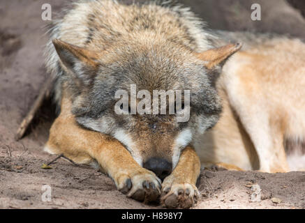 Cute sleeping wolf Stock Photo - Alamy
