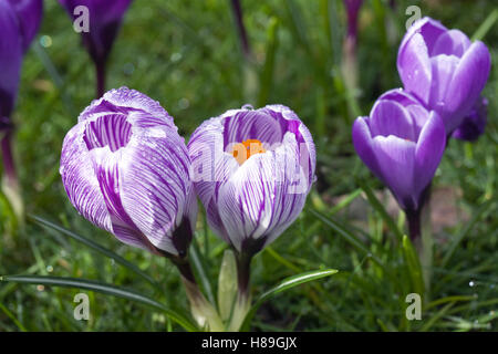 naturalised crocus flowers growing grow lawn flowering mixed colours ...