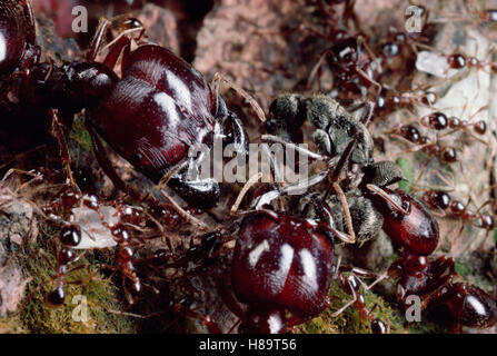 Marauder Ant (Pheidologeton diversus) major worker chopping off head of ...
