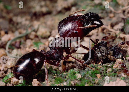 Marauder Ant (Pheidologeton diversus), major worker lifting twig from ...