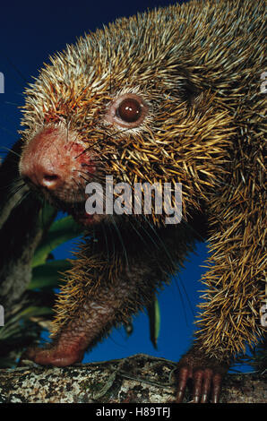 Thin-spined Porcupine (Chaetomys subspinosus) nocturnal animal once ...