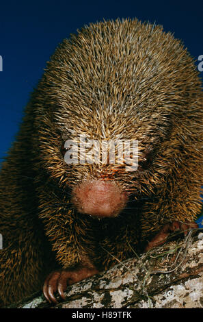 Thin-spined Porcupine (Chaetomys subspinosus) nocturnal animal once ...