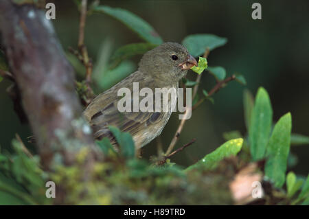 Vegetarian Tree Finch (Camarhynchus crassirostris) eating Sierra Negra ...