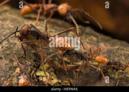 Army Ant (Eciton burchellii) workers carry food back to colony, Barro ...