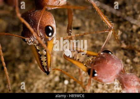 Bulldog Ant (Myrmecia gulosa) worker covering larva with pebbles to ...