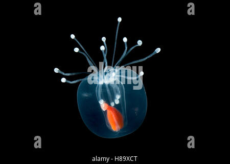 Hydromedusae (Calycopsis borchgrewinki) with extended tentacles ...