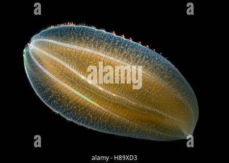 Ctenophore (Beroe cucumis) showing typical symmetrical combs made of ...
