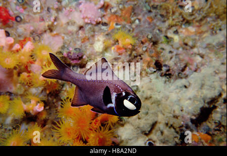 One-fin Flashlight Fish (Photoblepharon palpebratum) light organ under ...