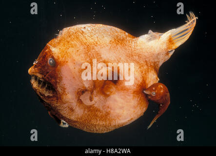 Devil Angler (Linophryne indica) fish, dwarf male attaches to large ...