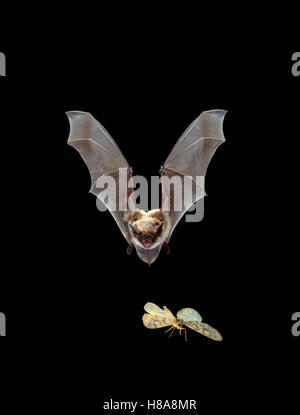 Yuma Myotis (Myotis yumanensis) bat, female flying, Drake Creek, Lake ...