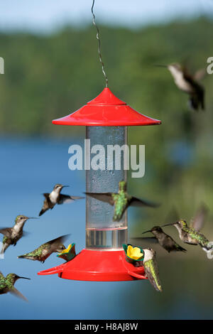Multiple hummingbirds at a feeder Stock Photo - Alamy