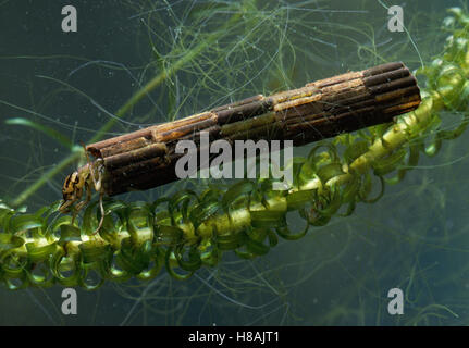 Caddis Fly (Phryganeidae) larva in case made of shells and vegetable ...