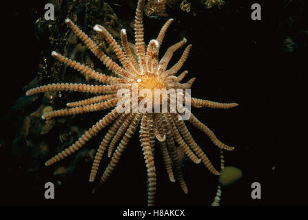 Antarctic Sun Starfish (Labidiaster annulatus), Palmer Station ...