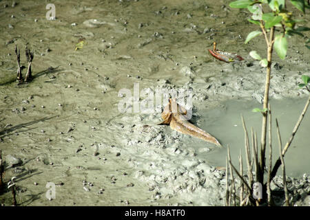 Mudskipper amphibious lungfish fish in mangrove forest, side view Stock ...
