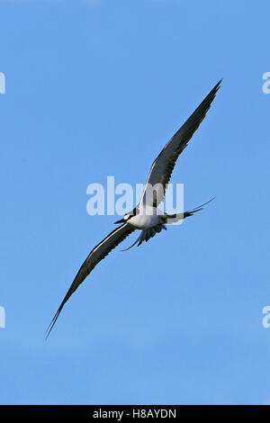 Sooty Tern (Onychoprion fuscatus) flying, Ascension Island, South ...