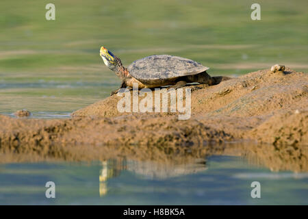 Ganges Soft-shelled Turtle (Aspideretes gangeticus) on river bank ...