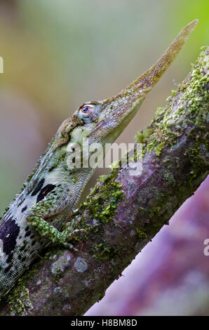 Horned Anole (Anolis proboscis) male, Mindo, Pichincha, Ecuador Stock ...