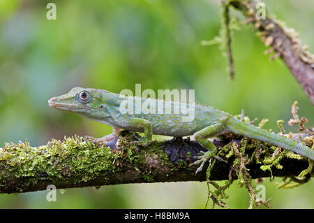 Horned Anole (Anolis proboscis) female on a branch, Mindo, Pichincha ...