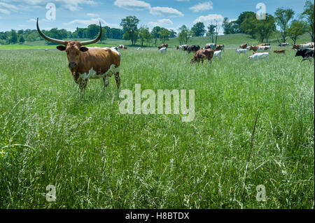 Longhorn cattle grazing at Taylor Ranch in Cane Creek Valley, Fletcher ...