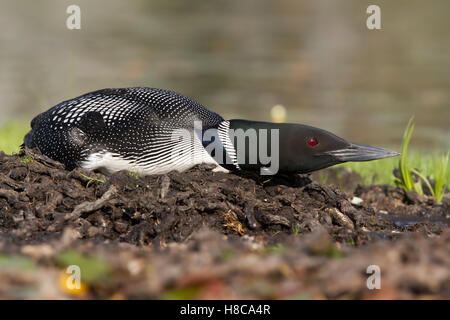 Common loon sitting on nest incubating her eggs in Canada Stock Photo - Alamy