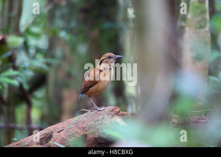 Giant pitta (Hydrornis caeruleus) in Borneo, Malaysia Stock Photo - Alamy