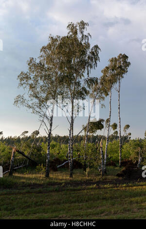 Broken birch tree forest after sudden snowstorm in the end of September ...