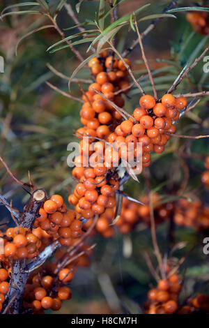 Sea buckthorn (Hippophae rhamnoides) stem and leaves. The fruit of this ...