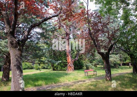 Pinus sabiniana the common names ghost pine Stock Photo - Alamy