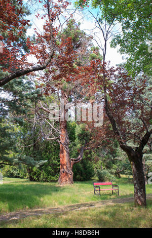 Pinus sabiniana the common names ghost pine Stock Photo - Alamy