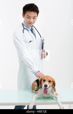 Young chinese man working as a vet in a clinic, examining a dog with a ...