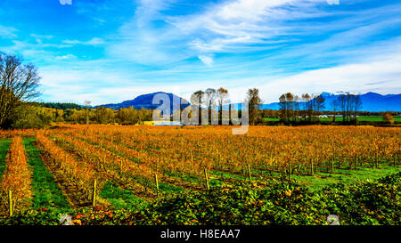 Fall Colors of straight Rows of Blueberry Plants in Farmer Fields in ...