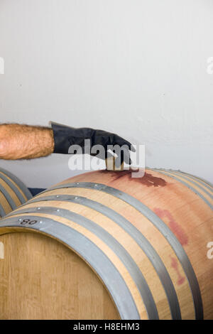 enologist working in a wine cellar Stock Photo - Alamy