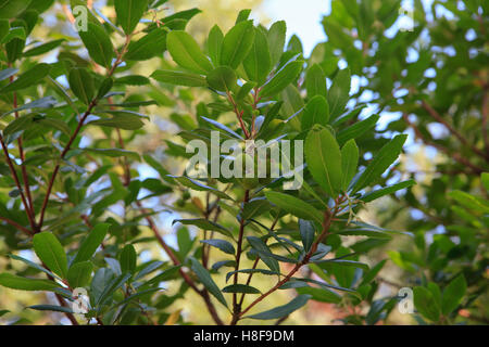 Arbutus unedo is an evergreen shrub or small tree in the family ...