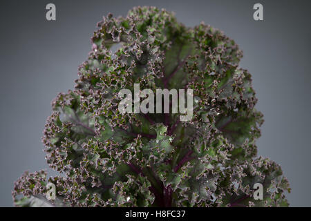Closeup shot of kale leaves Stock Photo - Alamy